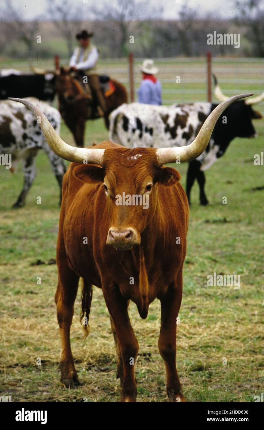 Drought tolerant cattle hi-res stock photography and images - Alamy