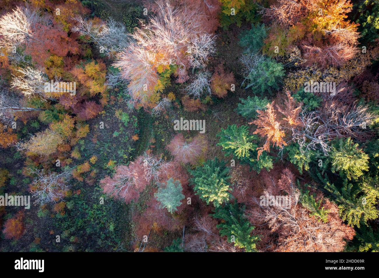 Bird's eye view of forest floor with colored leaves of autumn trees ...
