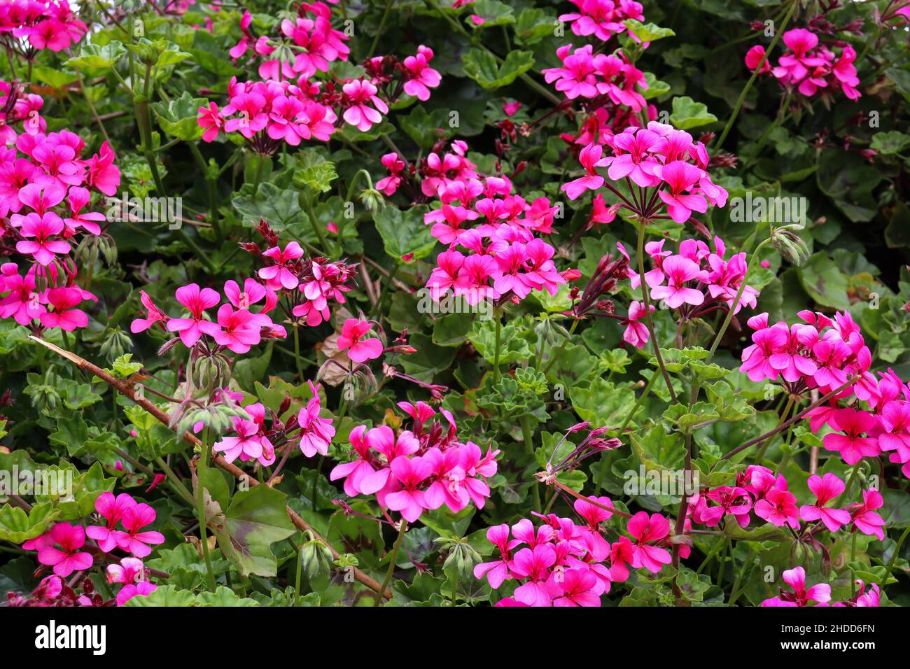 Closeup of pink geraniums on stems growing among green leaves in a ...