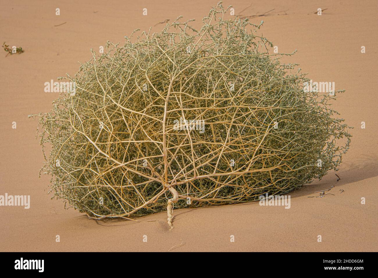 Tumbleweed desert hi-res stock photography and images - Alamy