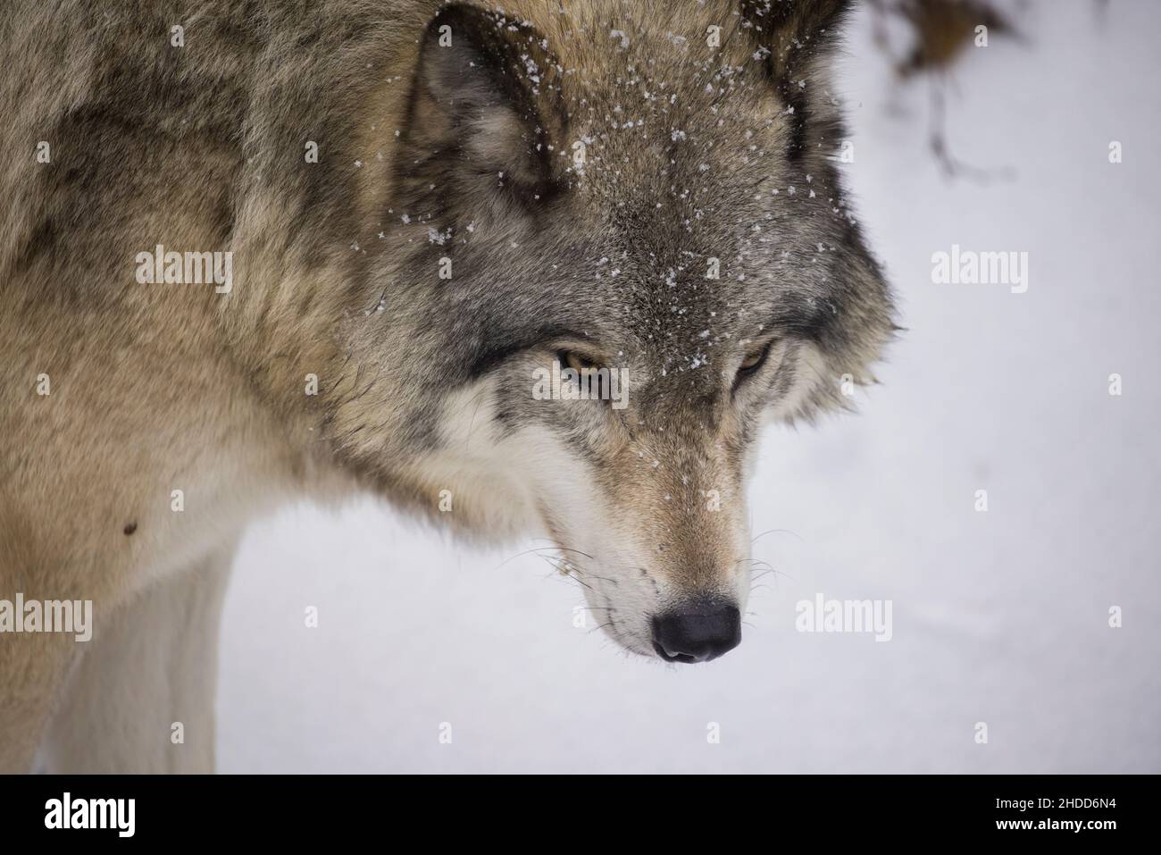 Timber wolf portrait in Canadian winter Stock Photo - Alamy