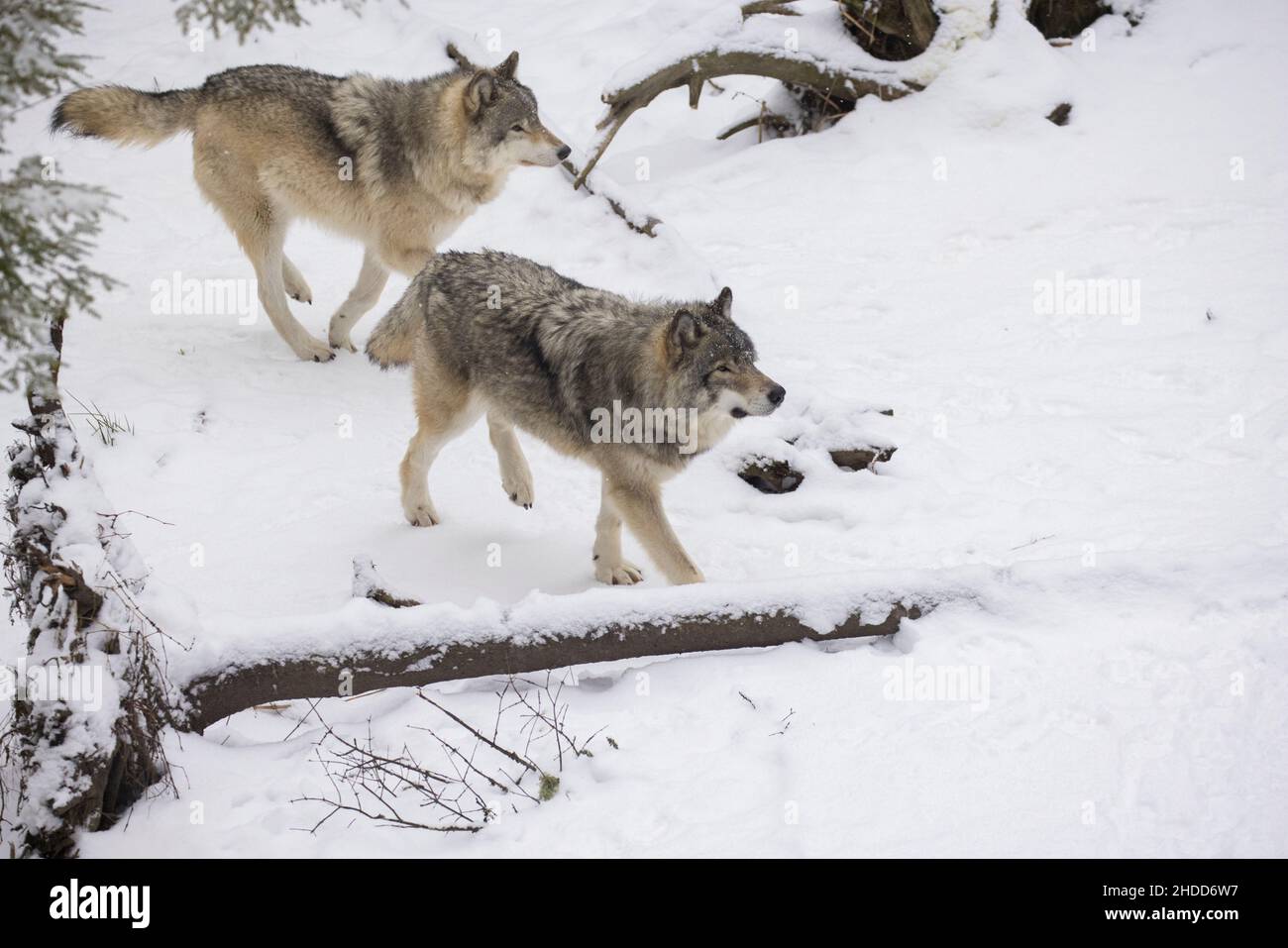 Timber wolf canis lupus pair in snow hi-res stock photography and ...