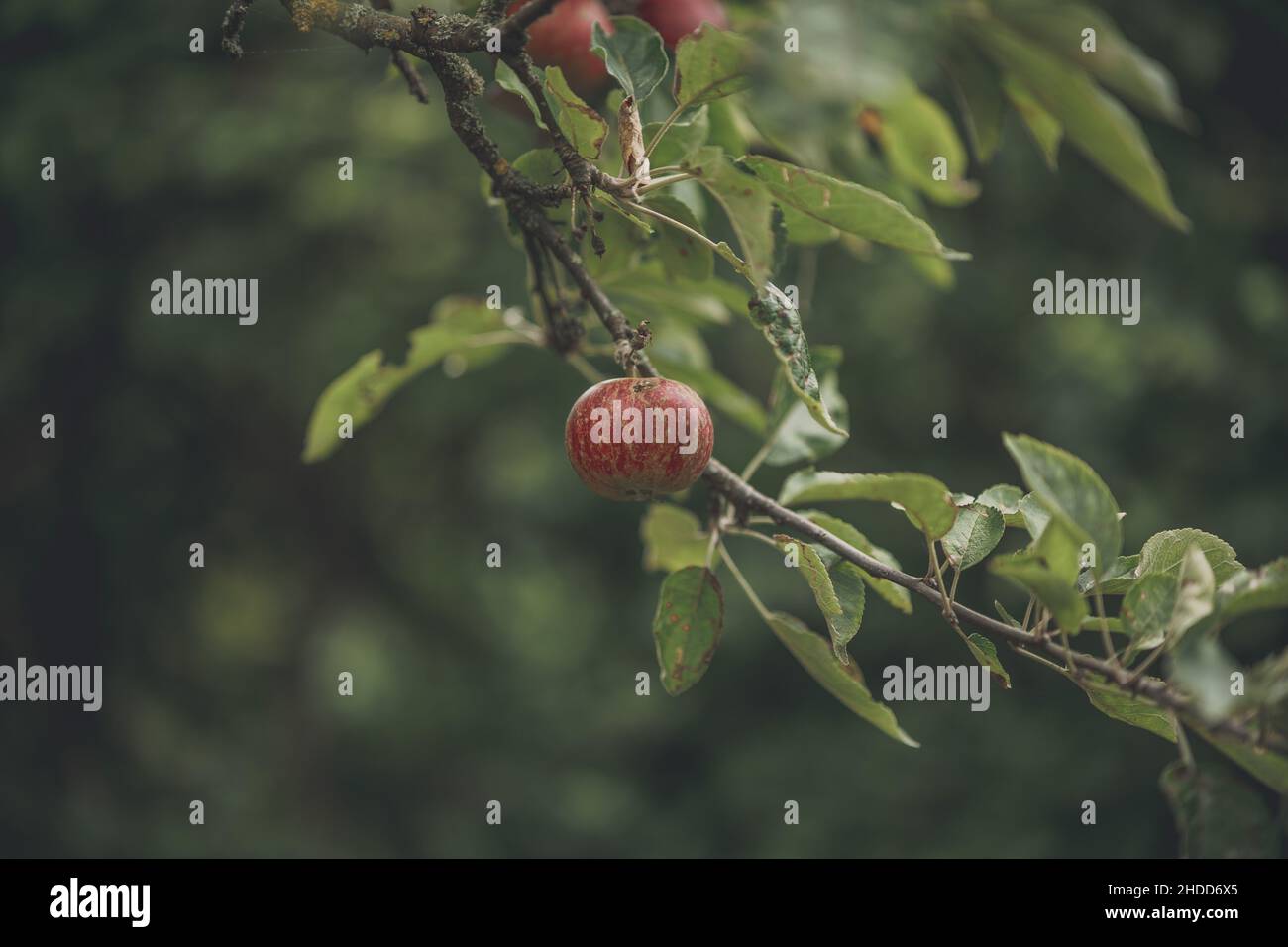 Close-up shot of apples growing on an apple tree branch in the back of ...