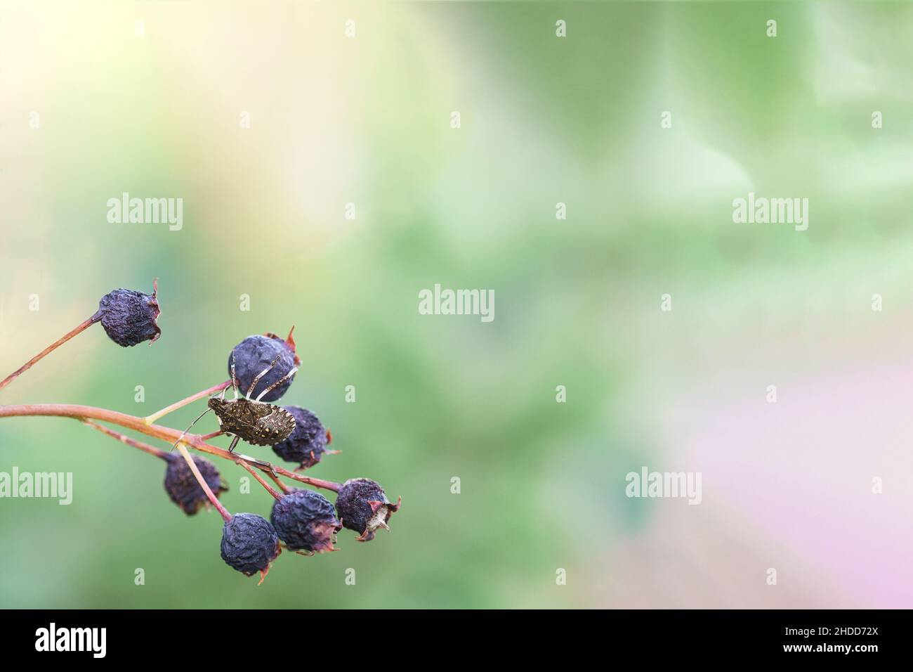 The berry shield beetle sits on the dried berries of the Canadian irga ...