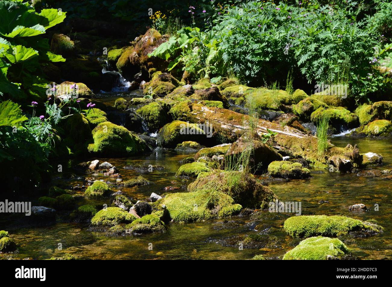 Ibar river source, Montenegro Stock Photo - Alamy
