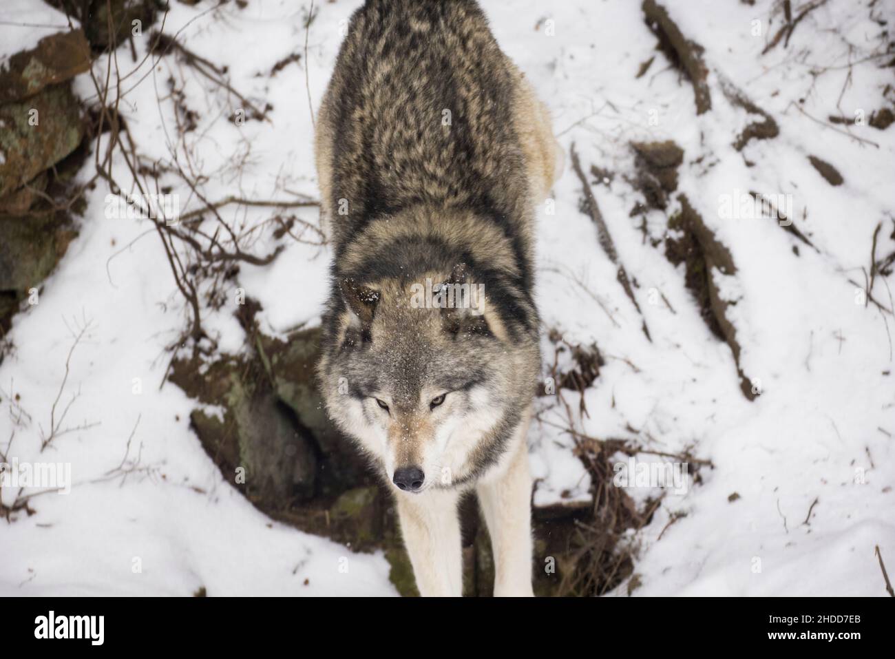 Timber wolves in Canadian winter Stock Photo - Alamy