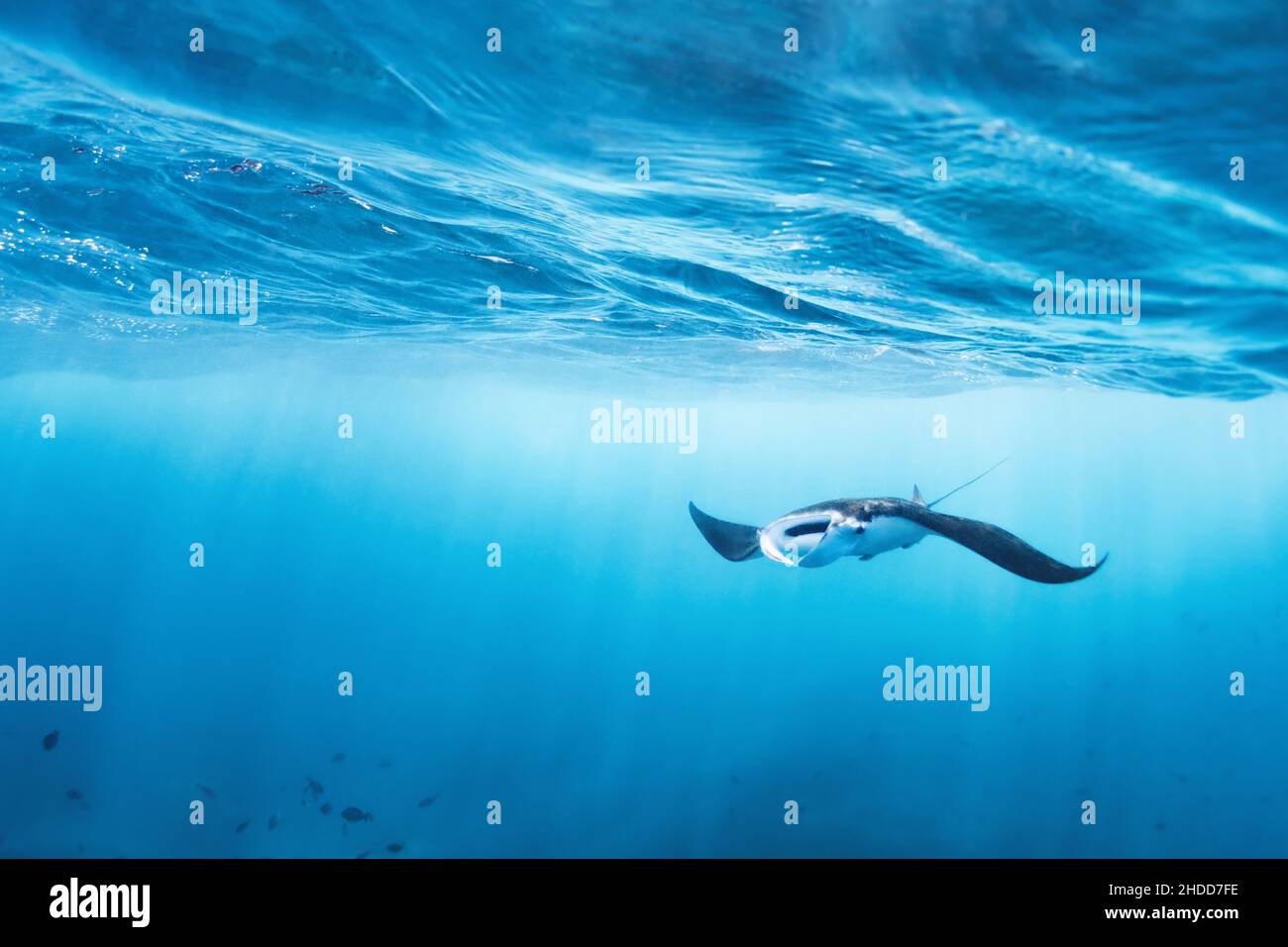 Underwater view of hovering Giant oceanic manta ray ( Manta Birostris ...