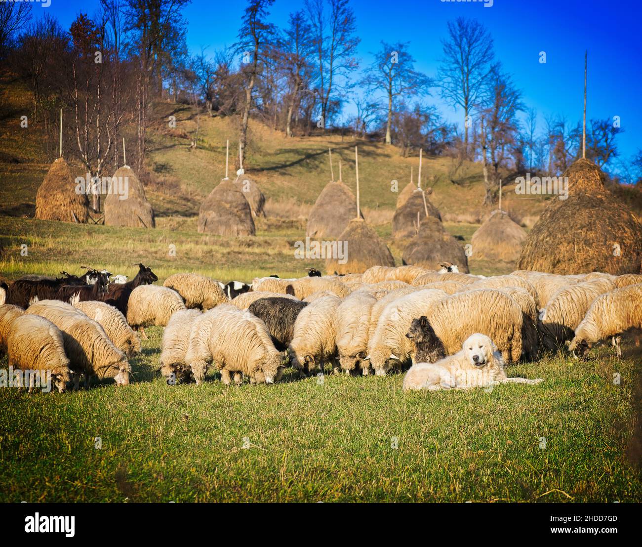 Sheep Dogs Guarding Sheep High Resolution Stock Photography and Images ...