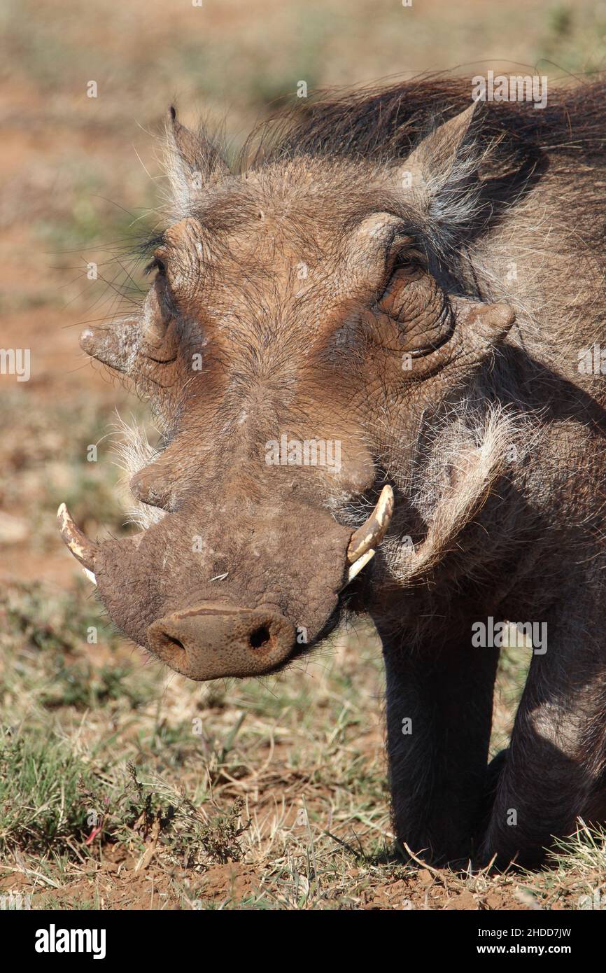 Warthog tusks hi-res stock photography and images - Alamy