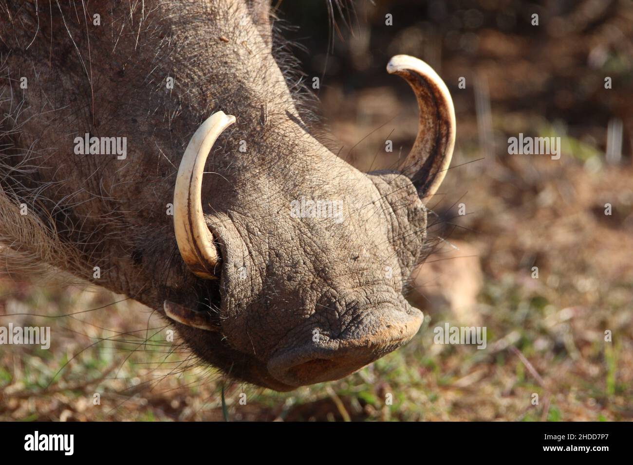 Warthog tusks hi-res stock photography and images - Alamy