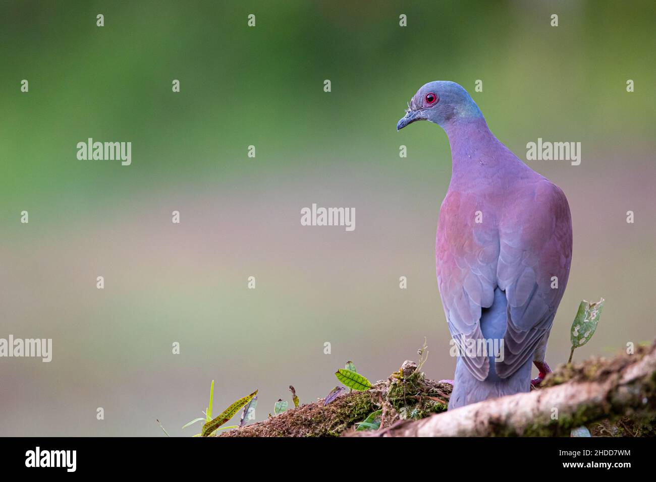 Pale-vented pigeon; Patagioenas cayennensis; Tropical wet forest ...