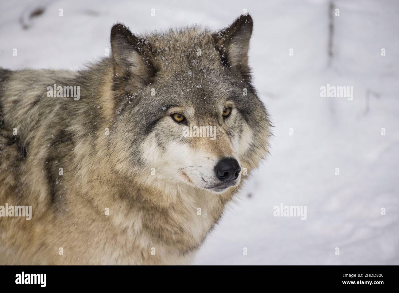 Timber wolf portrait in Canadian winter Stock Photo - Alamy