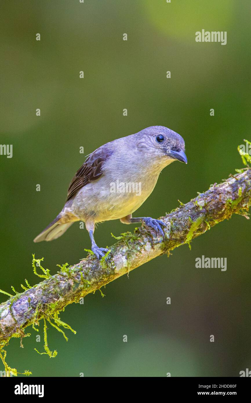 Plain-colored tanager; Tangara inornata; Tropical wet forest; northern ...