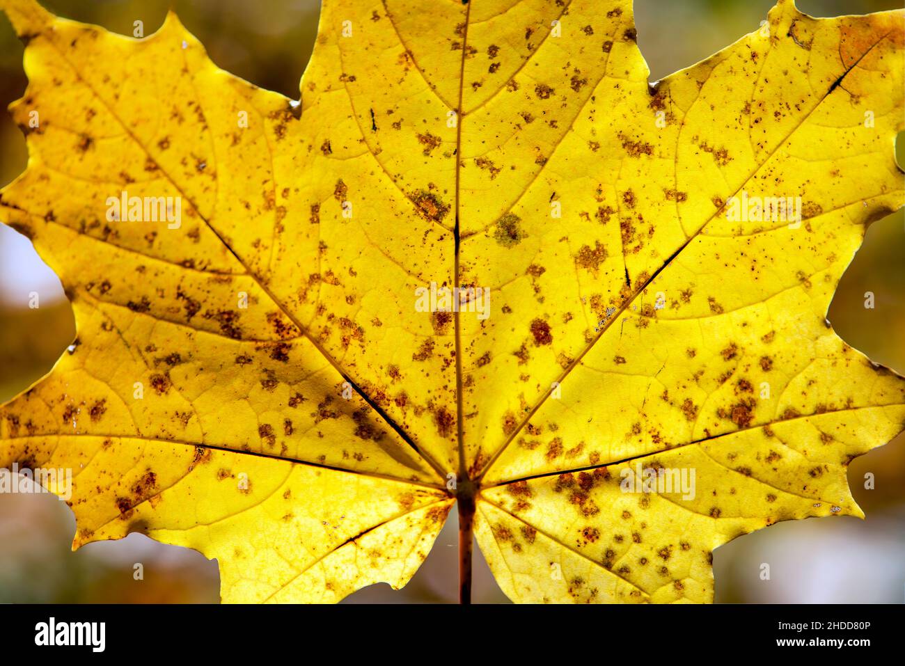 Beautiful girl holding yellow hi-res stock photography and images - Alamy