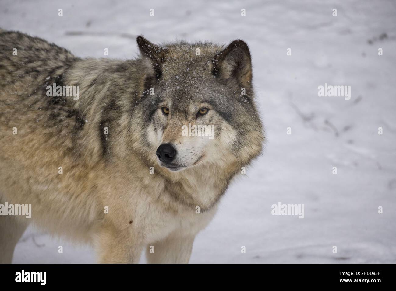 Timber wolf portrait in Canadian winter Stock Photo - Alamy