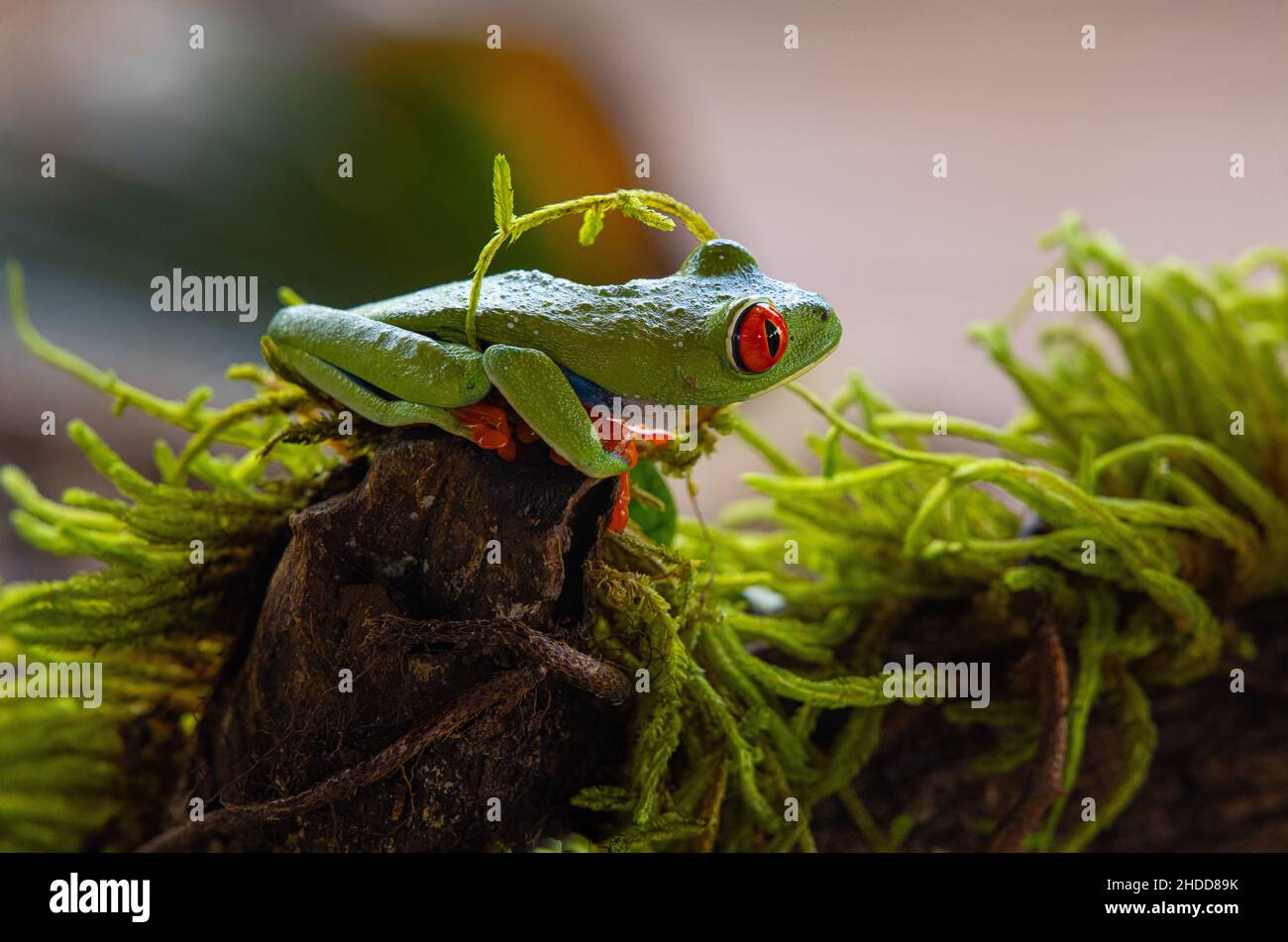 Red-eyed tree frog; Red-eyed treefrog; Agalychnis callidryas; Maquenque ...