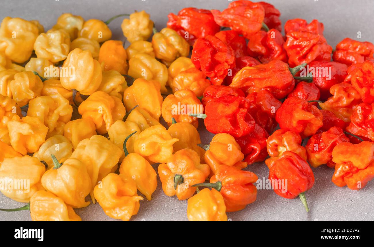 A lot of hot pepper of the California Reaper variety of yellow and red ...