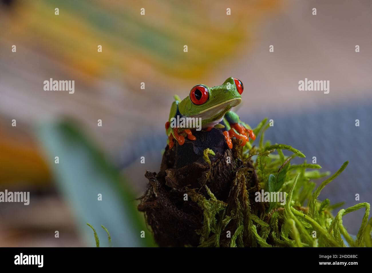 Red-eyed tree frog; Red-eyed treefrog; Agalychnis callidryas; Maquenque ...