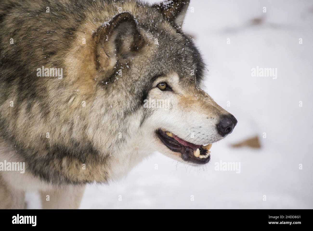 Timber wolf portrait in Canadian winter Stock Photo - Alamy