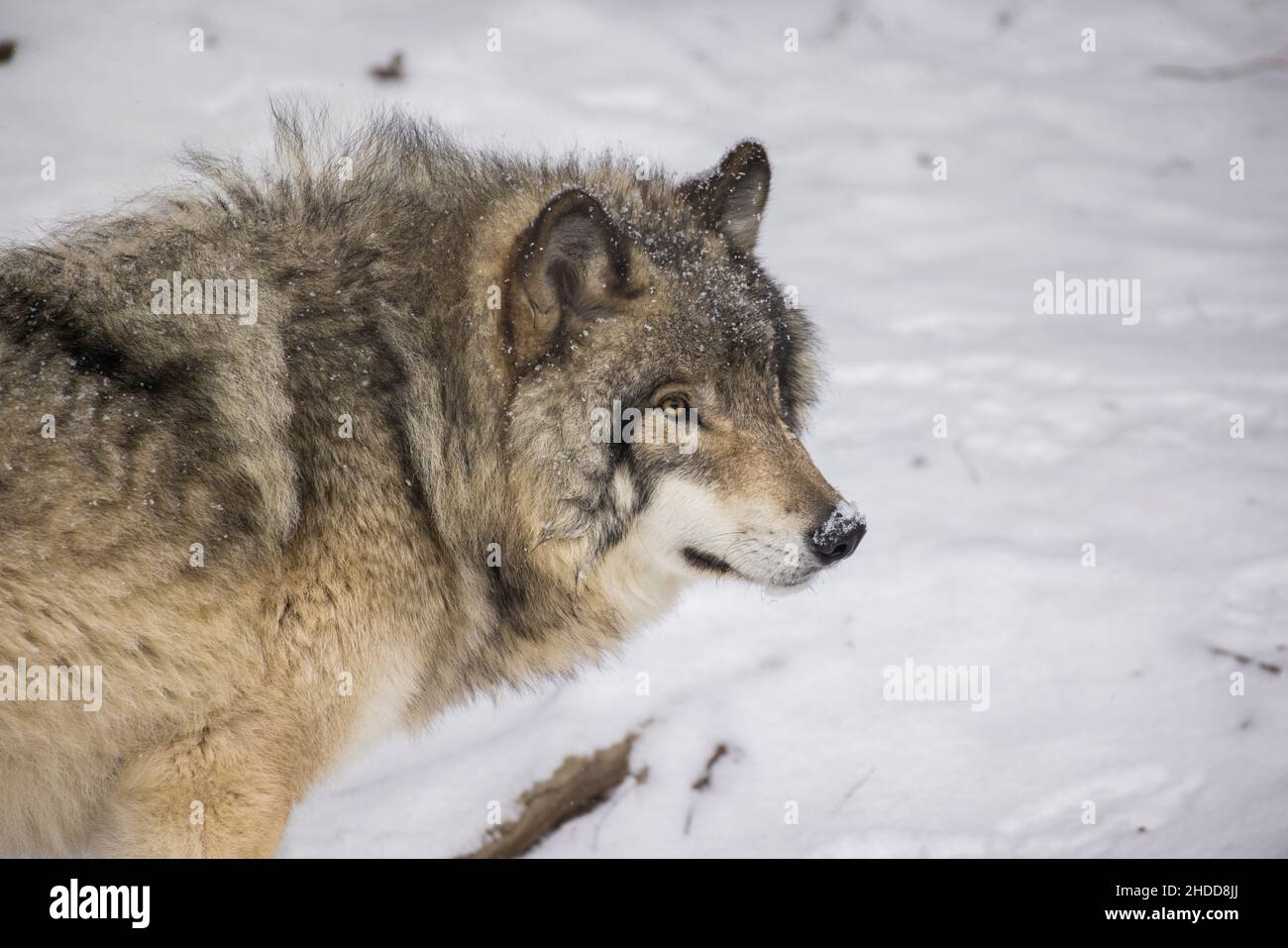 Timber wolf portrait in Canadian winter Stock Photo - Alamy