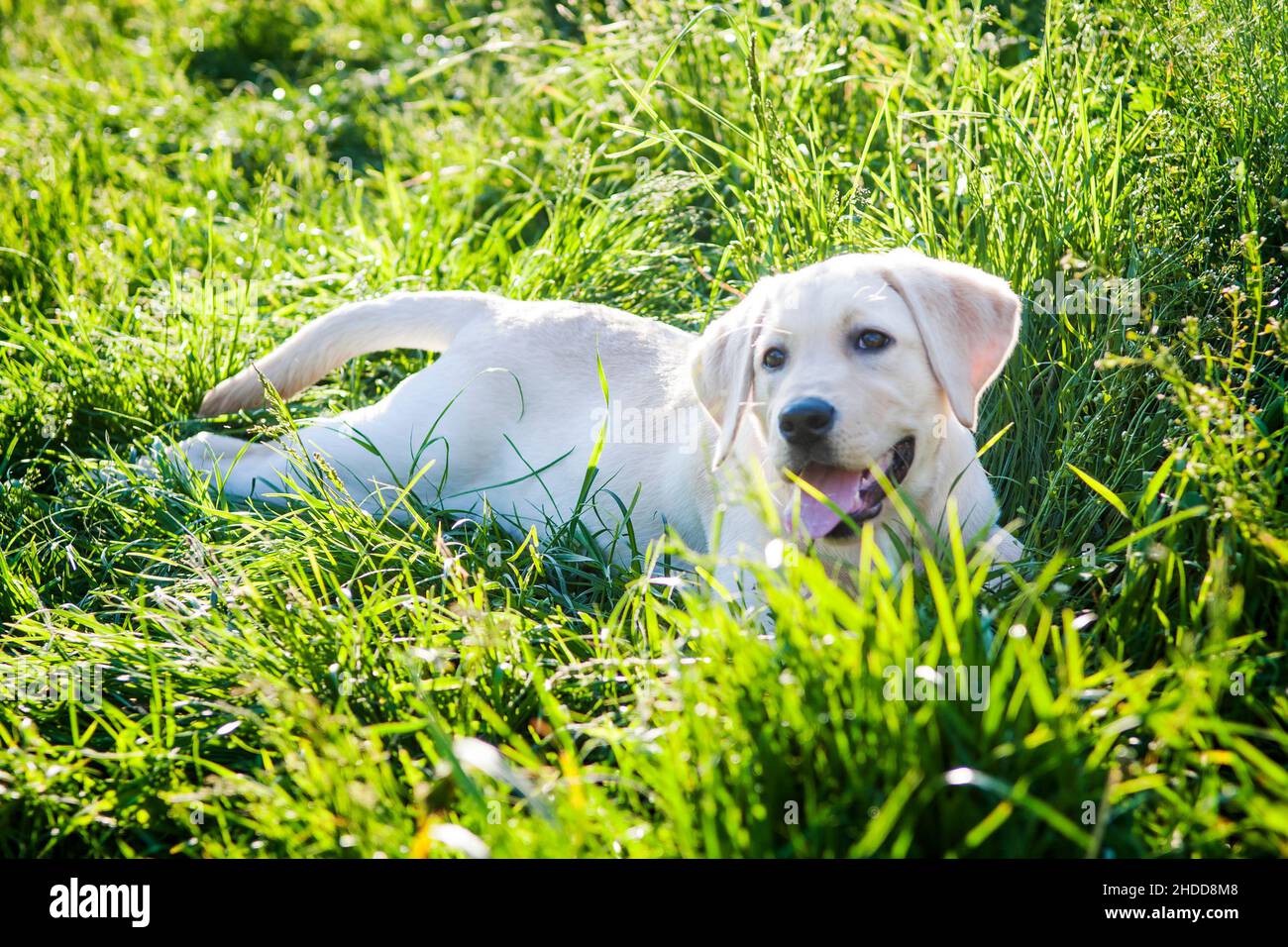 Young Golden Labrador laying in a green meadow. Shallow depth of field ...
