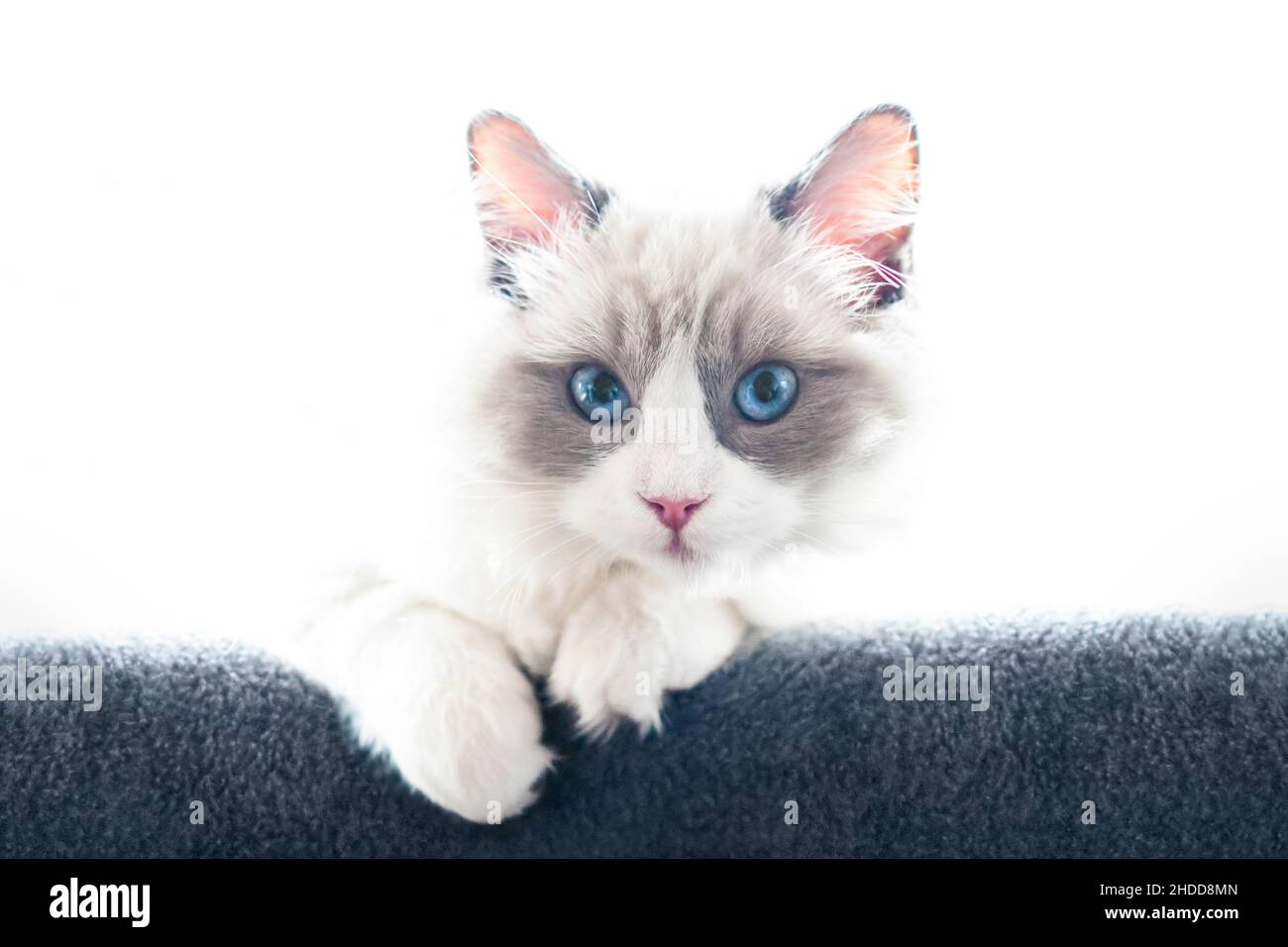 Grey Ragdoll Kitten