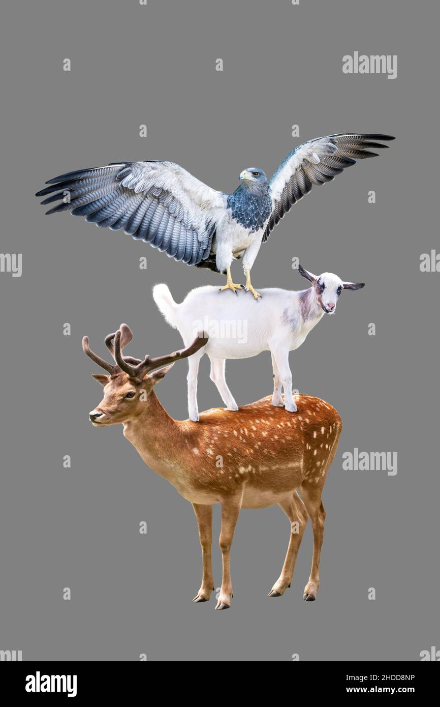 Funny collage of three animals (deer, eagle and goat) standing in trick ...