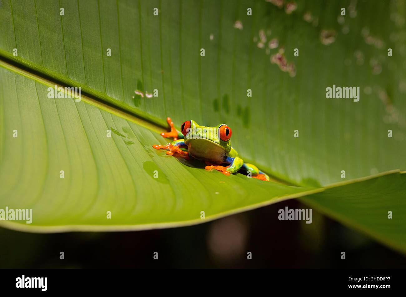 Red-eyed tree frog; Red-eyed treefrog; Agalychnis callidryas; Maquenque ...