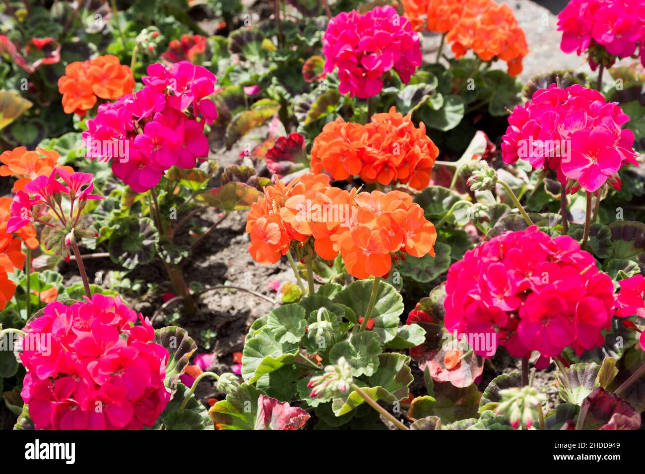 Variegated leaf geranium hi-res stock photography and images - Alamy