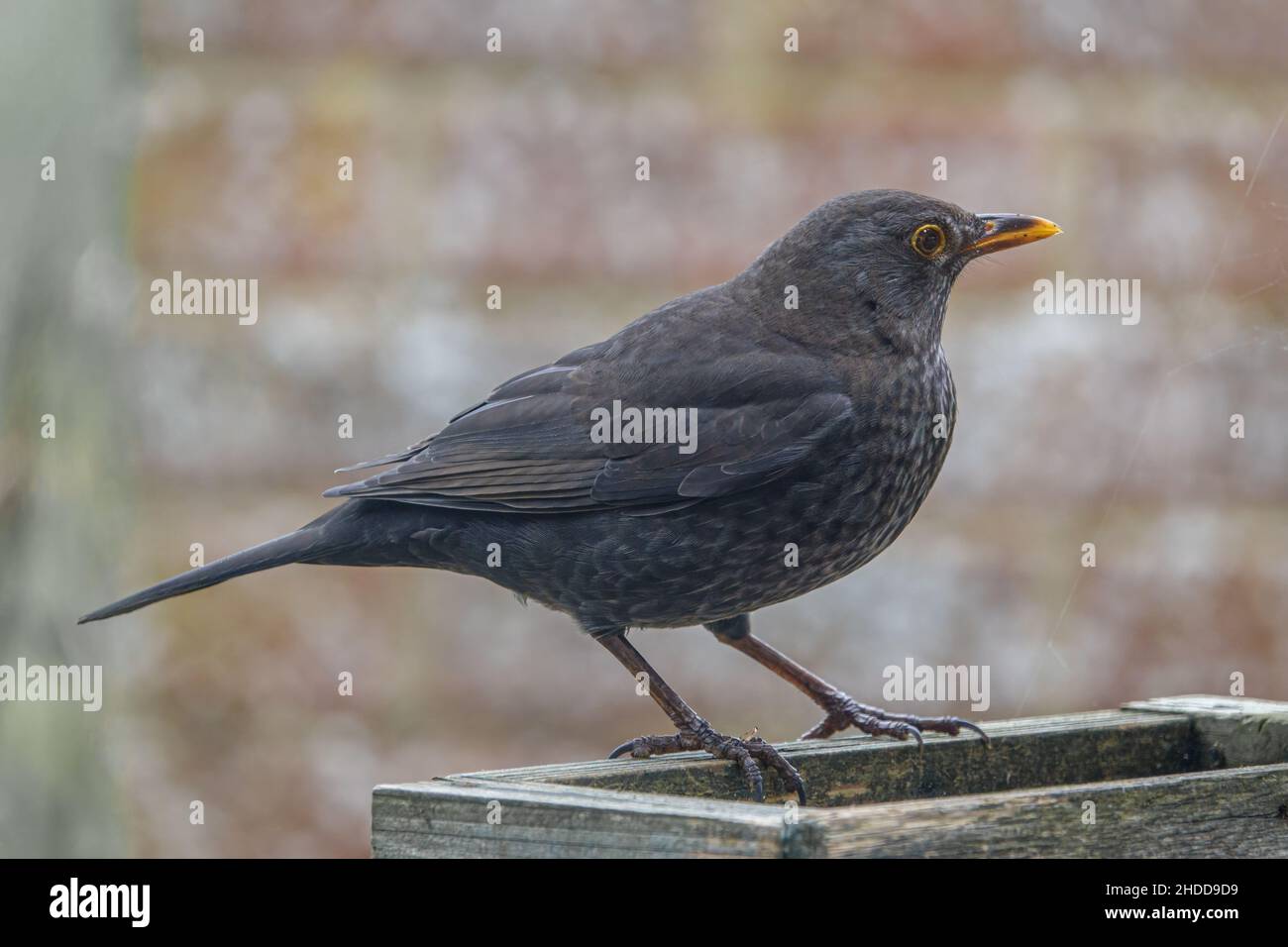 a female blackbird (Turdus merula) dining on a wooden bird feeding ...
