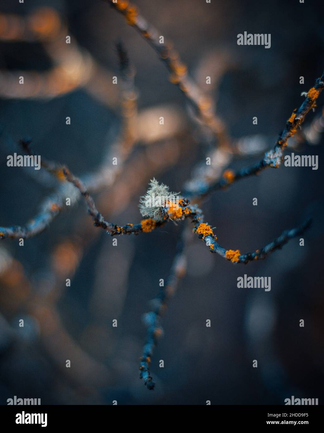 Selective-focus shot of twigs of a wild olant with bokeh lights Stock ...