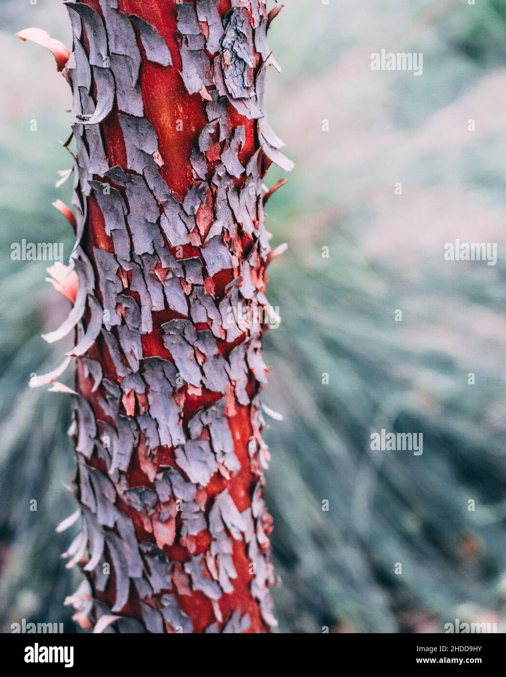 Bark peeling closeup hi-res stock photography and images - Alamy