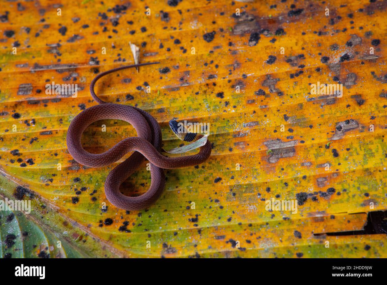 Ring-necked coffee snake; Ninia diademata; Tropical wet forest ...