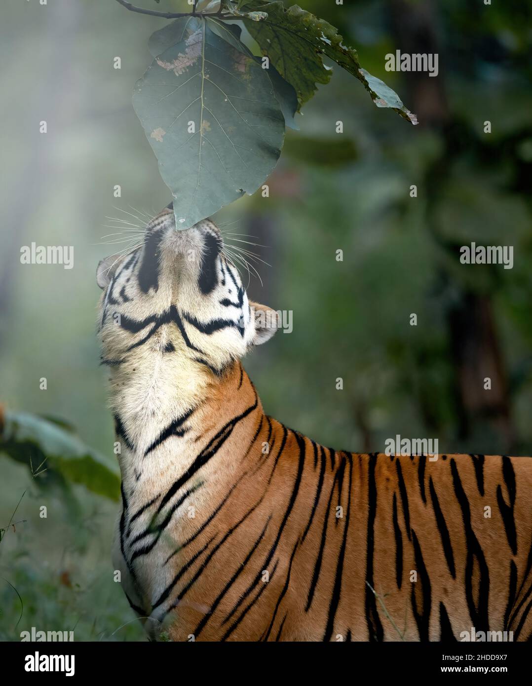 Vertical of a tiger stretching its neck and picking a leaf surrounded ...