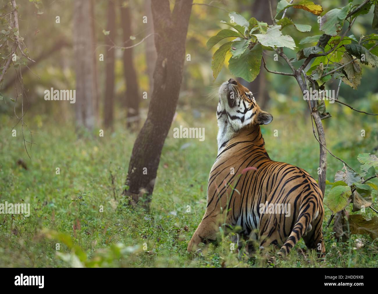Closeup of a tiger stretching its neck and picking a leaf surrounded by ...