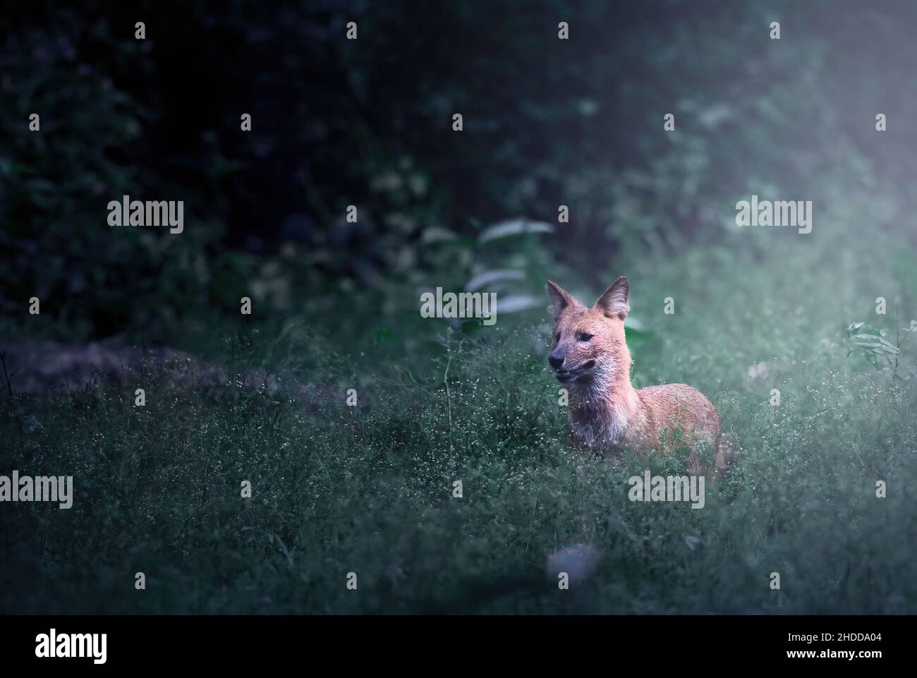 Closeup of a fox looking straight forward standing in a green dark ...