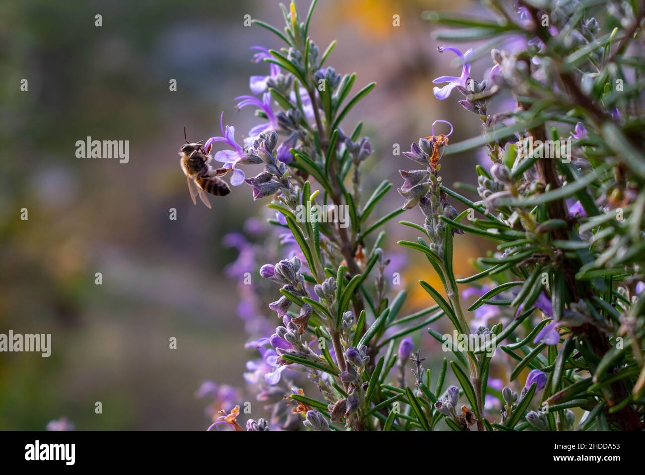 Bee standing hi-res stock photography and images - Alamy
