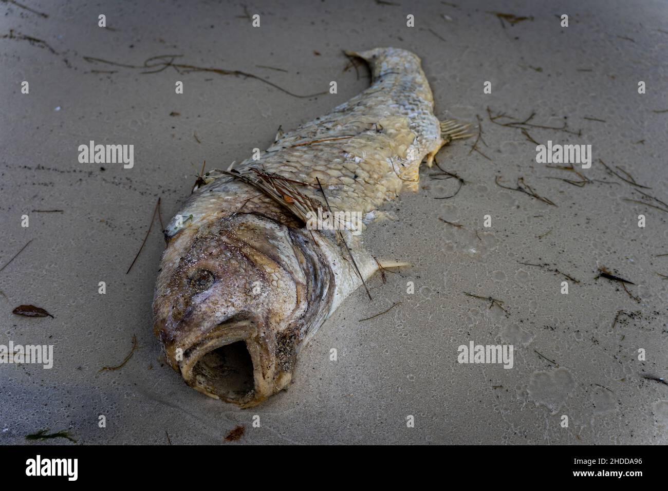 Large dead fish on a sandy seashore Stock Photo - Alamy