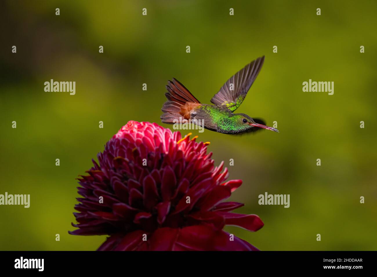Ginger staff hi-res stock photography and images - Alamy