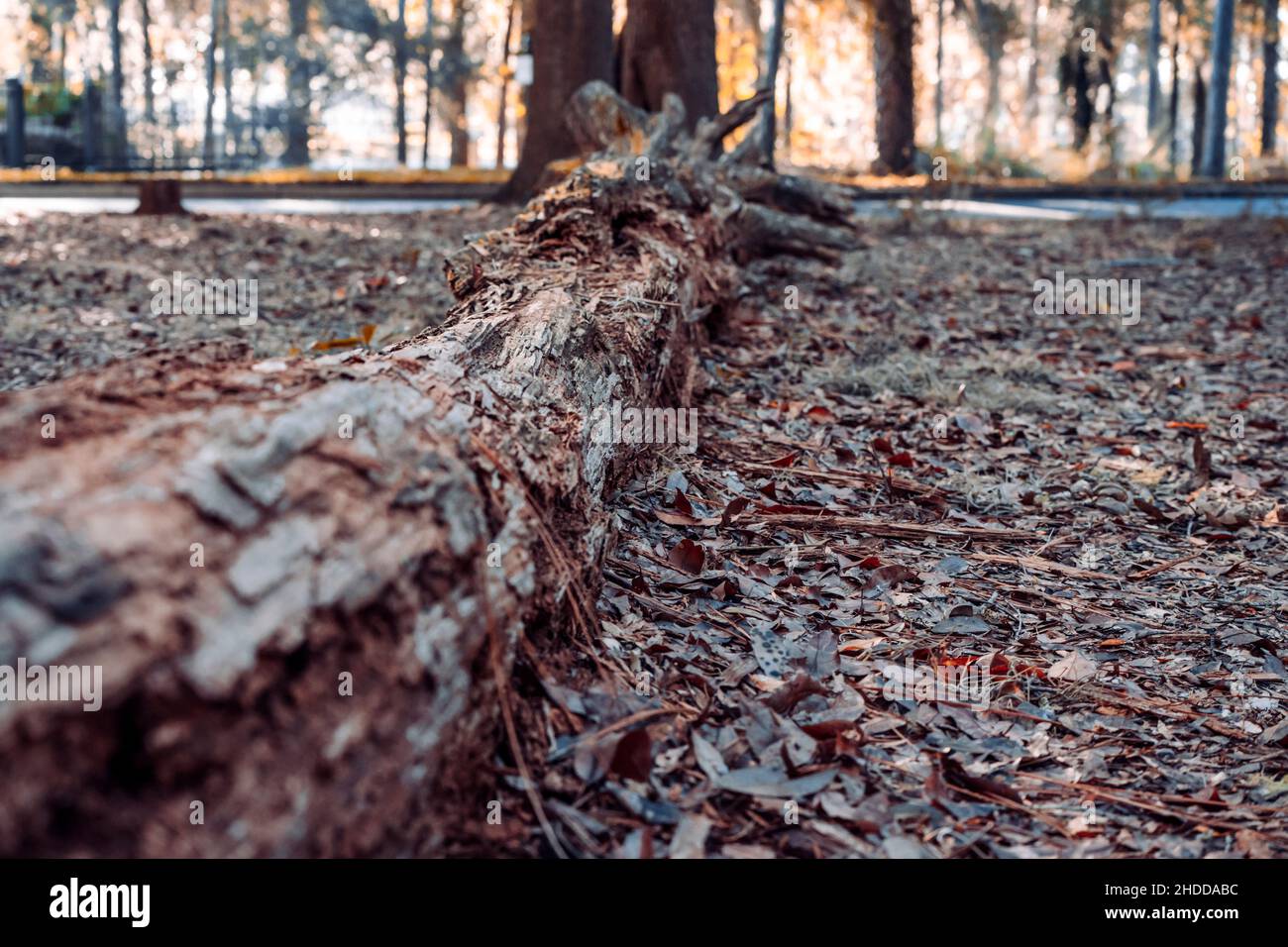 Large wooden log on a forest floor Stock Photo - Alamy
