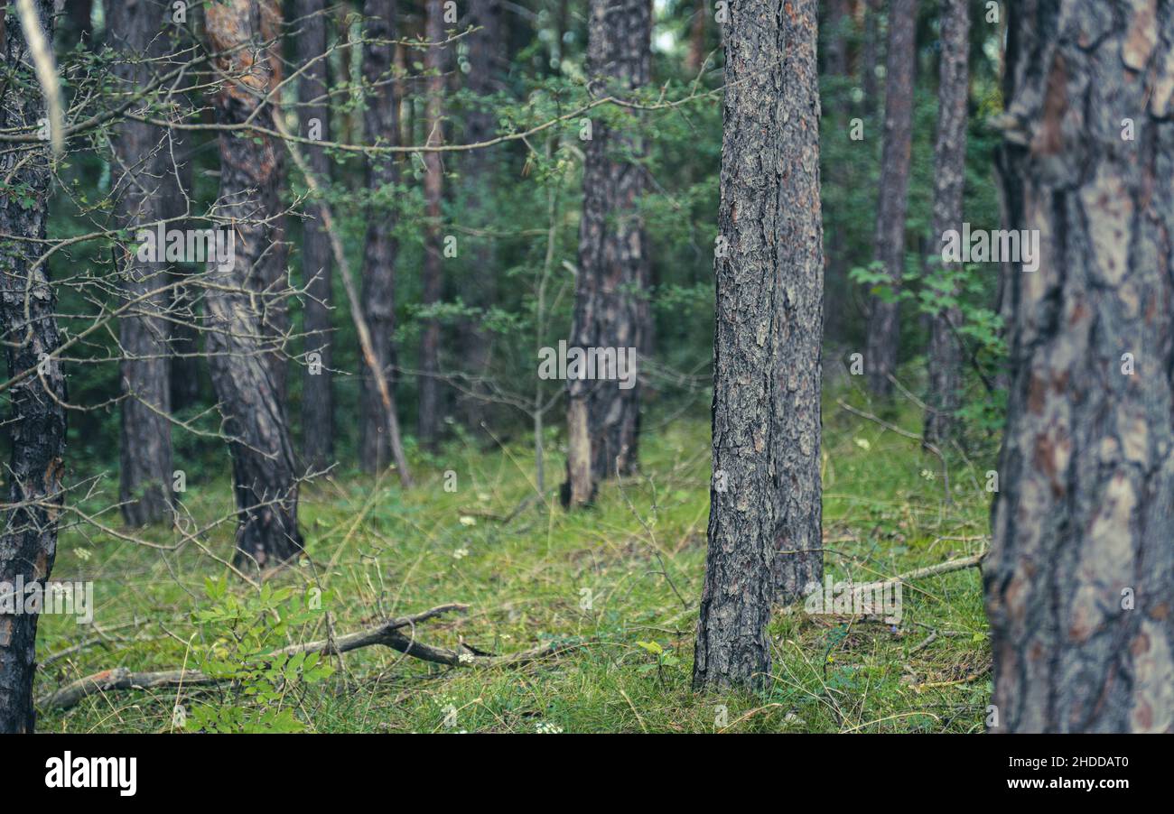 German Autumn Forest with lots of green and Trees Stock Photo - Alamy