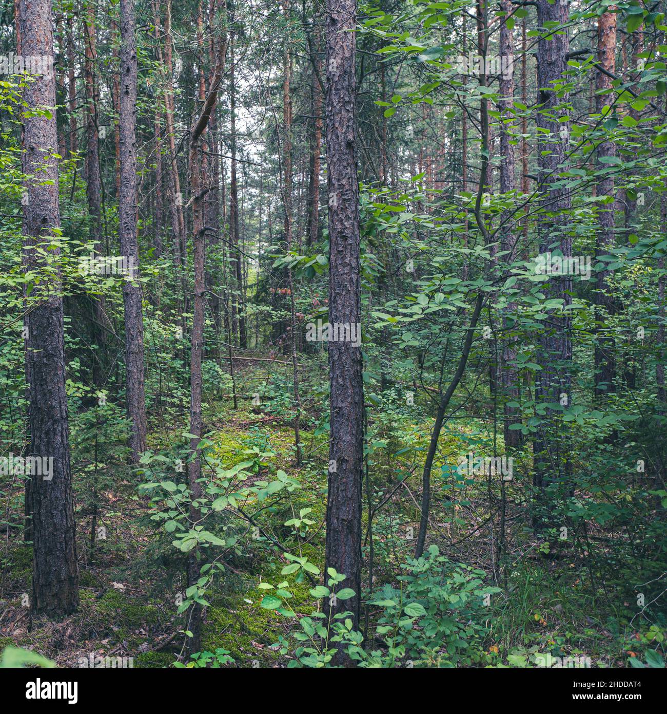 German Autumn Forest with lots of green and Trees Stock Photo - Alamy