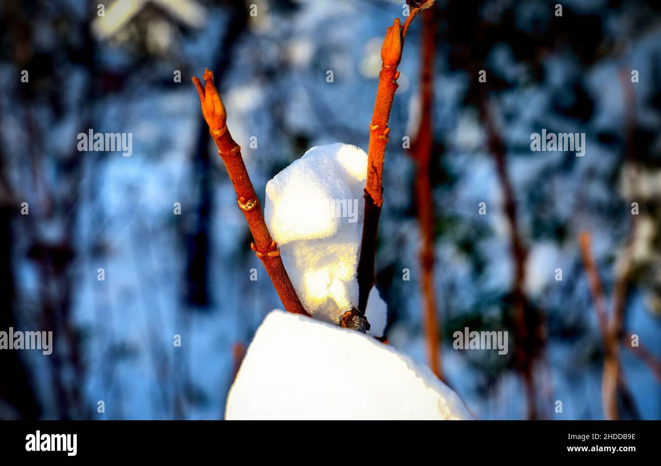 Blob of snow wedged between two twigs Stock Photo - Alamy