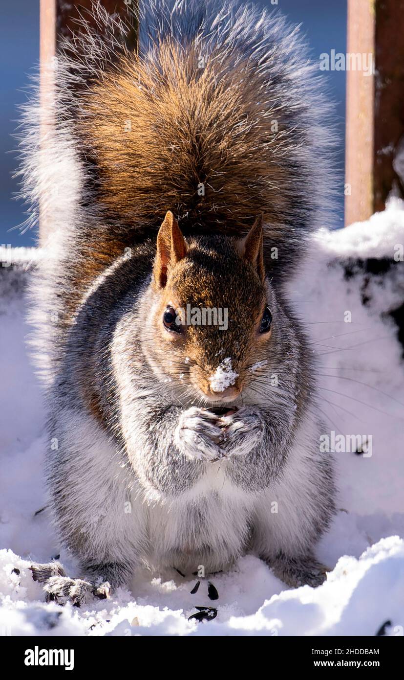 Squirrel seed hi-res stock photography and images - Alamy