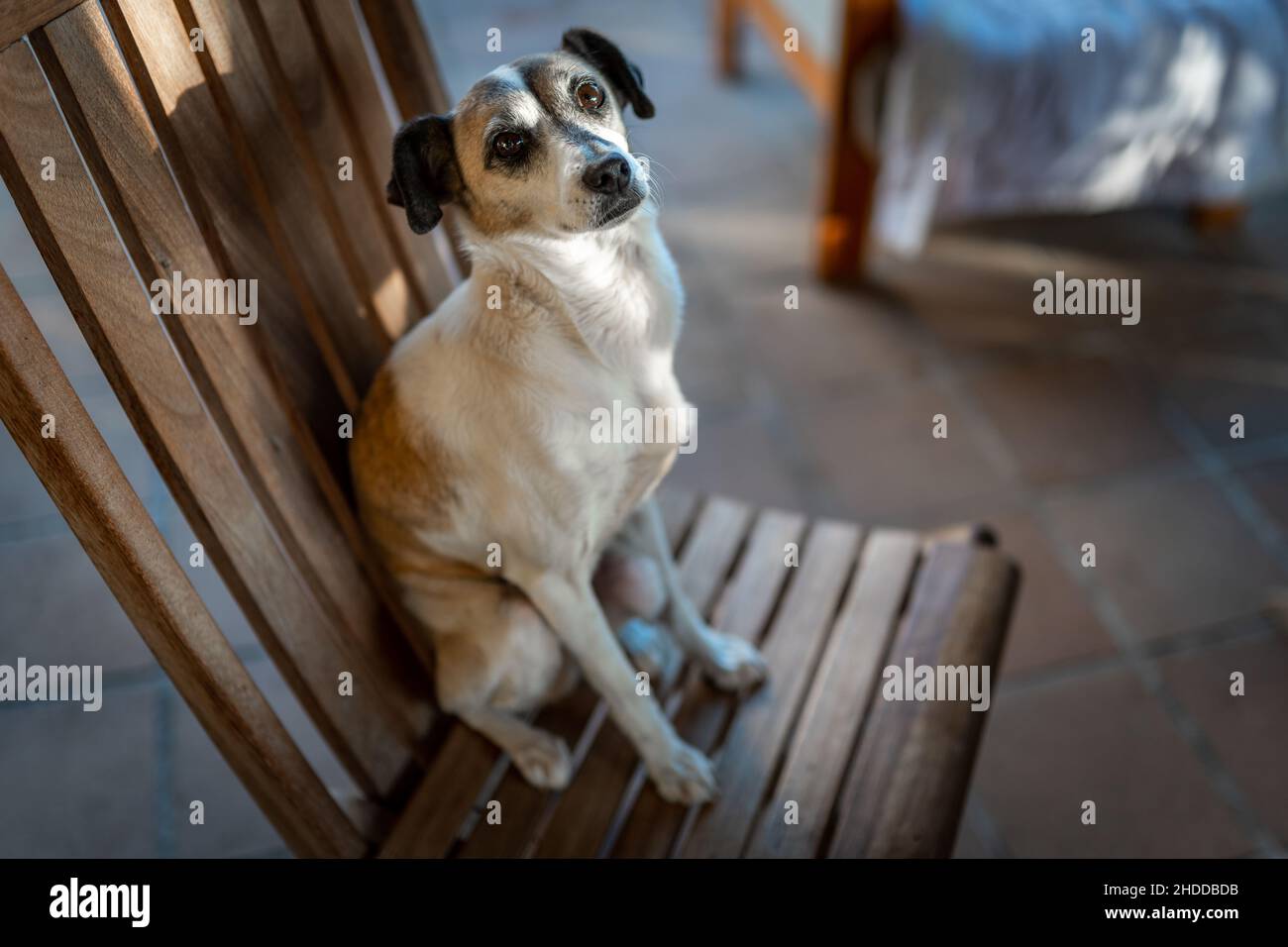 close up. Gray dog sitting on a chair, looks at the camera Stock Photo ...