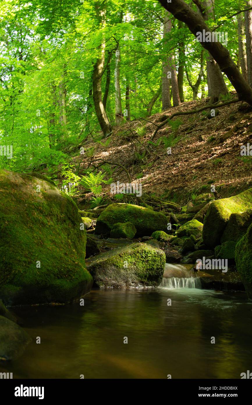 The Natural Forest Creek Stock Photo - Alamy