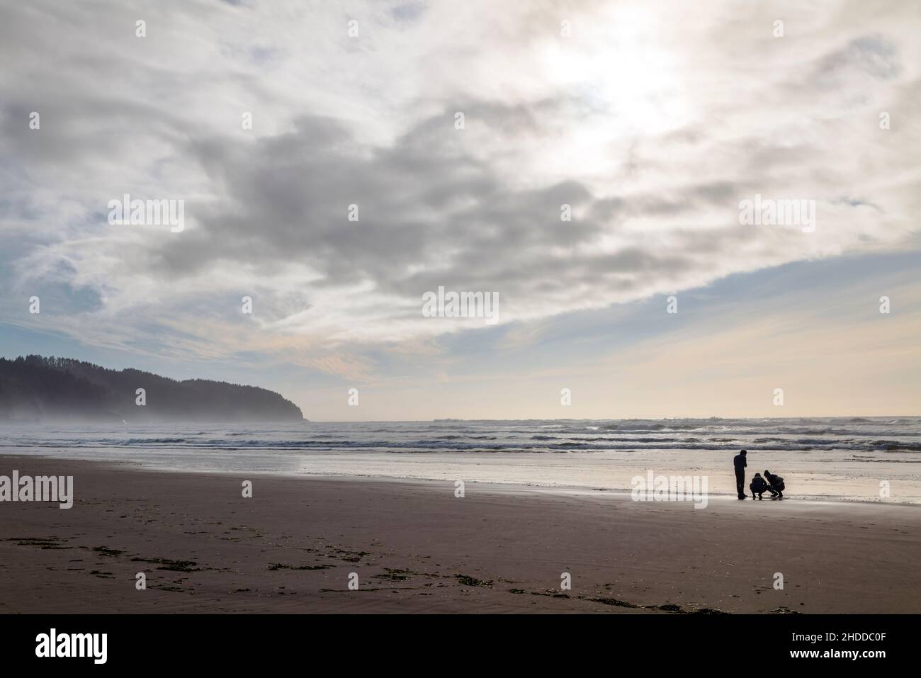 Visitors on the beach; Cape Lookout State Park; Pacific Ocean; Oregon ...