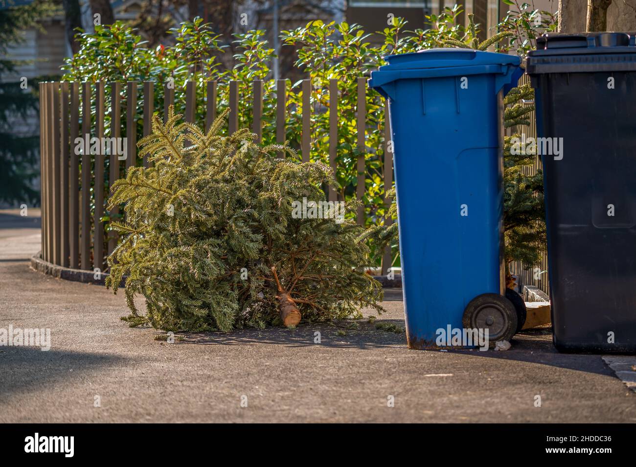 Abandoned Christmas trees in the street beside garbage bin after the ...