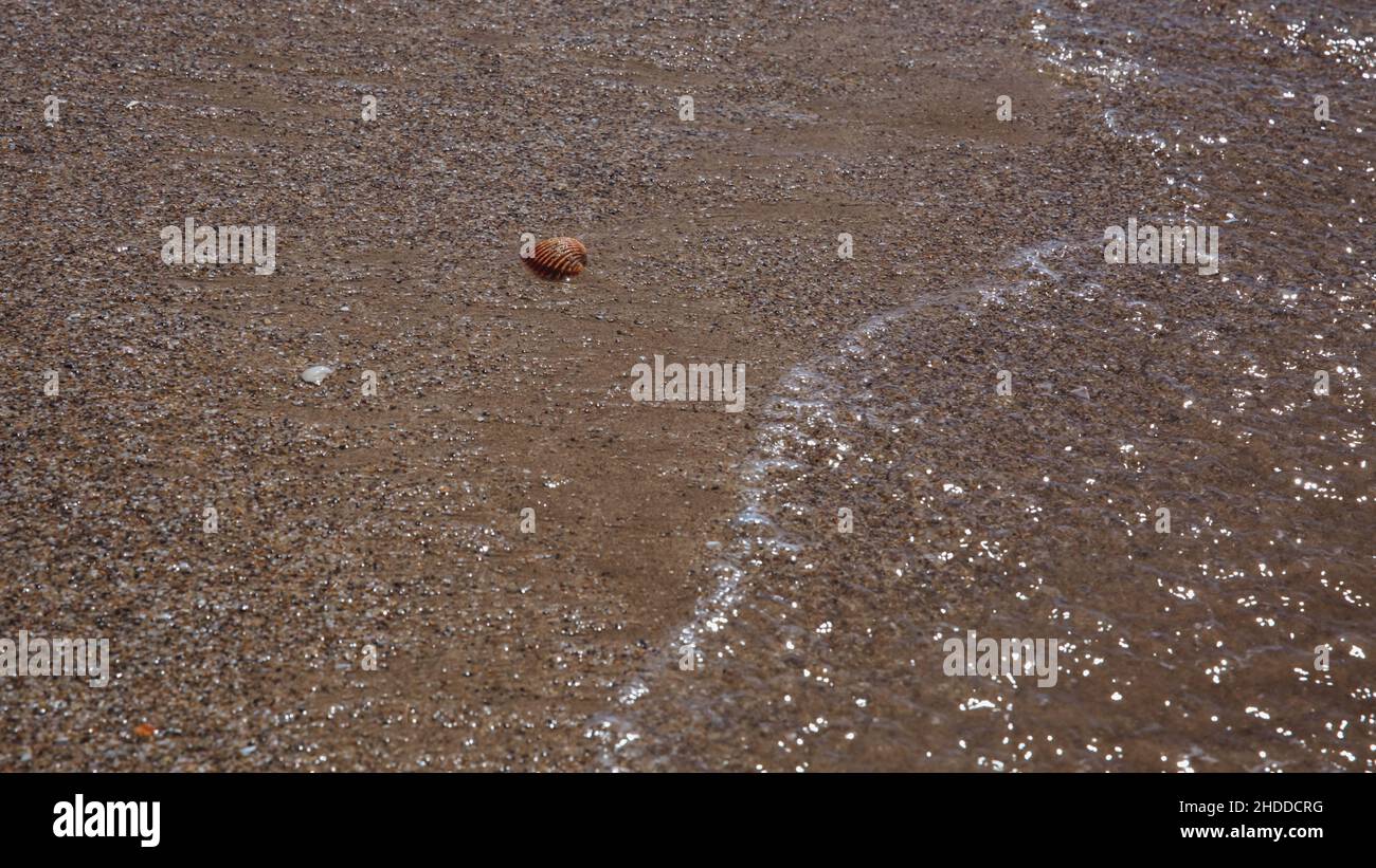 Seashell in the sand at the beach hi-res stock photography and images ...