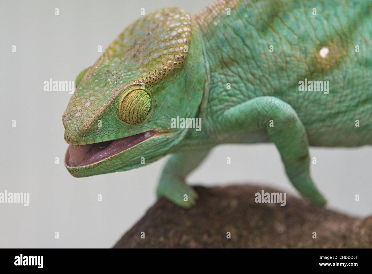 Beautiful bright exotic chameleon hi-res stock photography and images ...